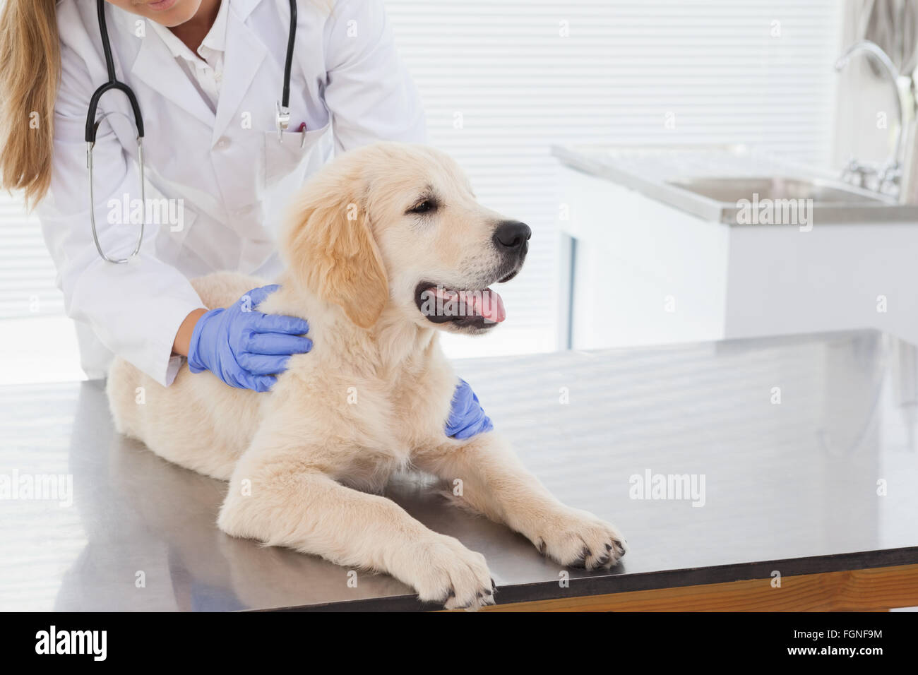 Vet giving a dog a check up Stock Photo - Alamy