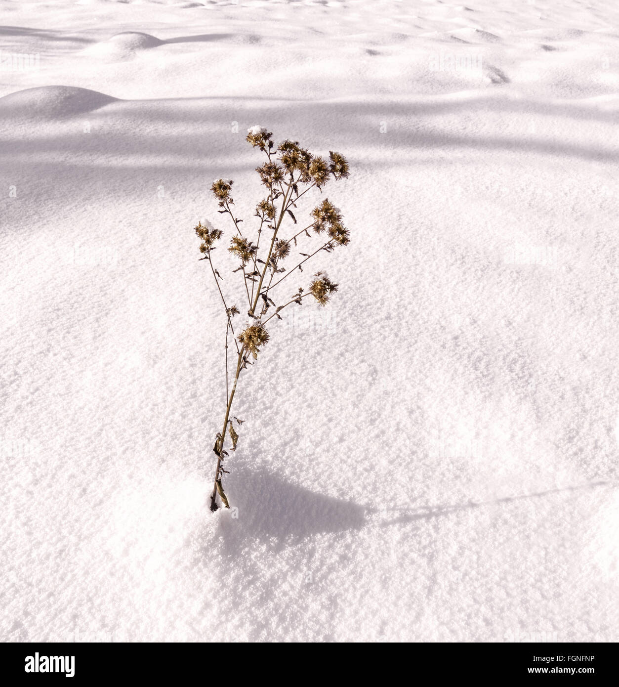 Withered plant hi-res stock photography and images - Alamy