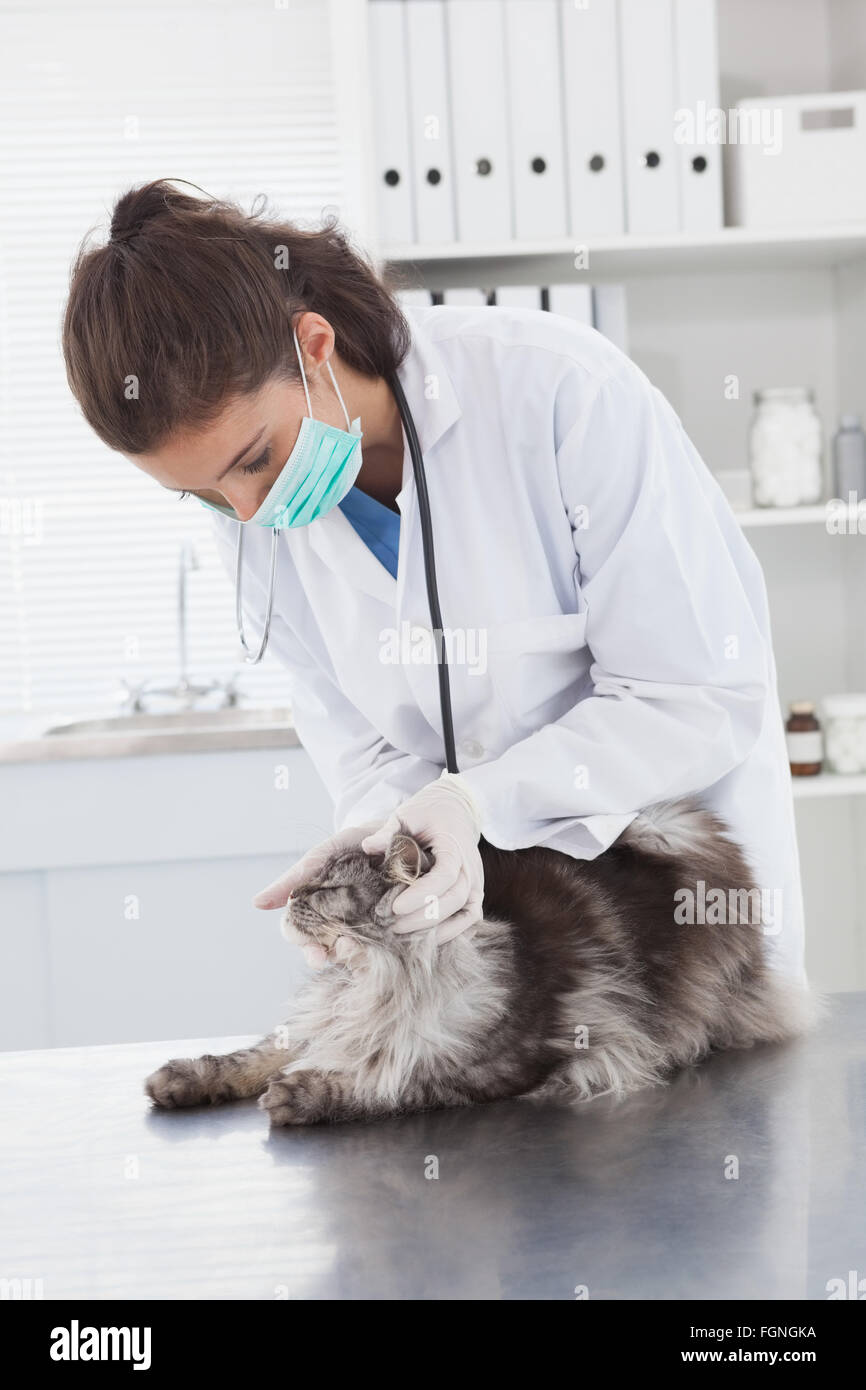 Vet with surgical mask examining a cat Stock Photo - Alamy