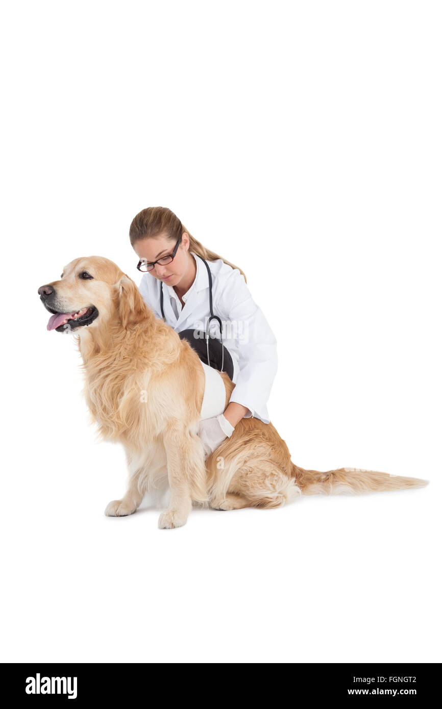 Smiling vet with a labrador Stock Photo - Alamy