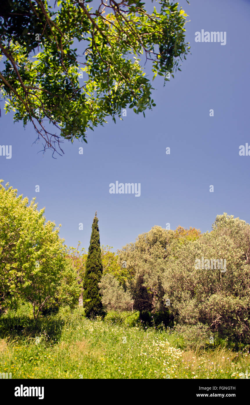 Greece cypress hi-res stock photography and images - Alamy