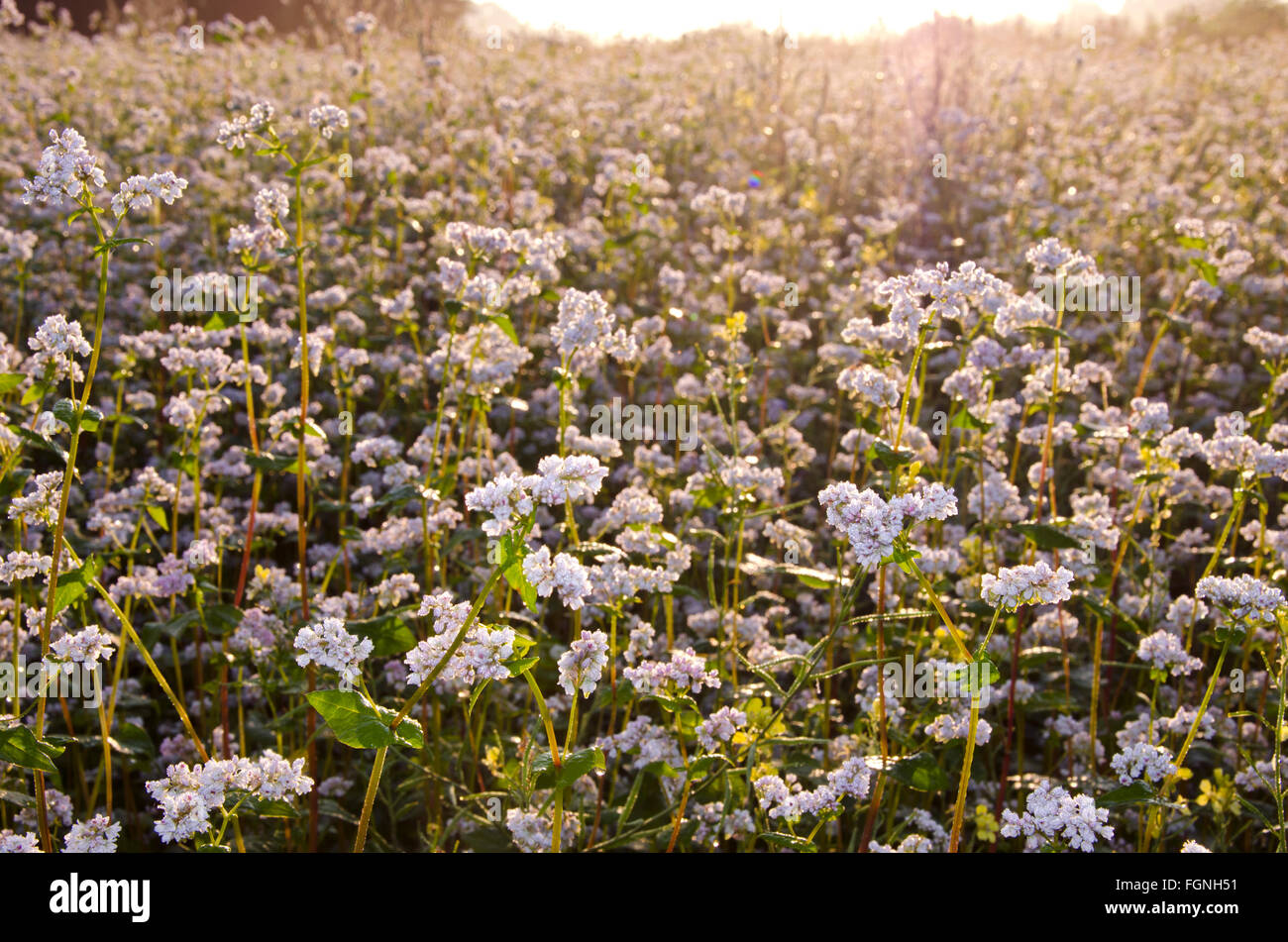 Field blossoming buckwheat hi-res stock photography and images - Alamy