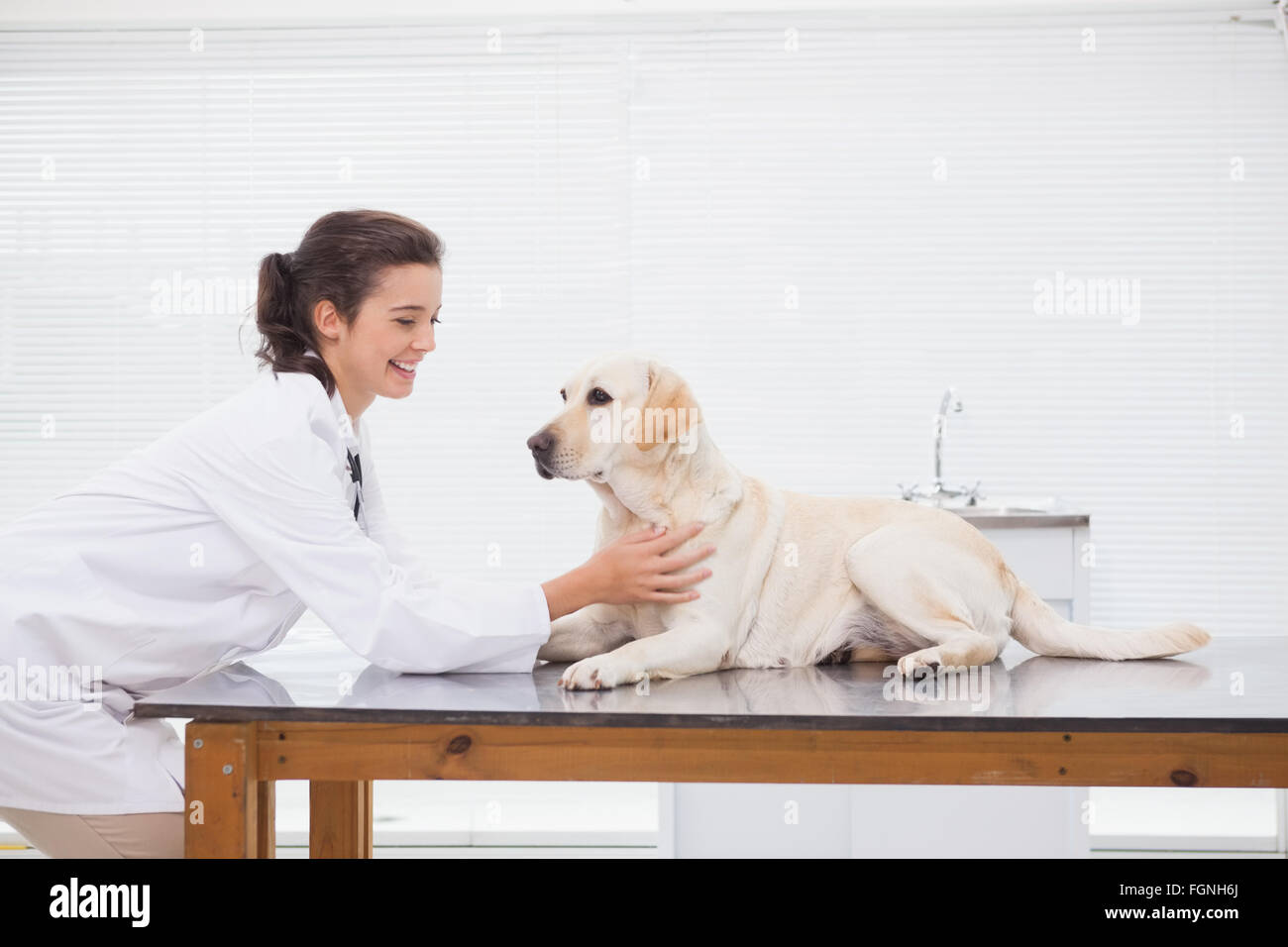 Smiling veterinarian examining a cute dog Stock Photo - Alamy