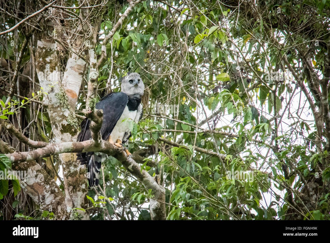 Big harpy hi-res stock photography and images - Alamy
