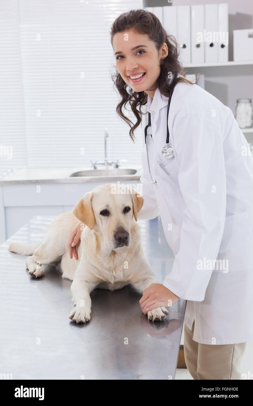 Smiling vet examining a dog Stock Photo - Alamy