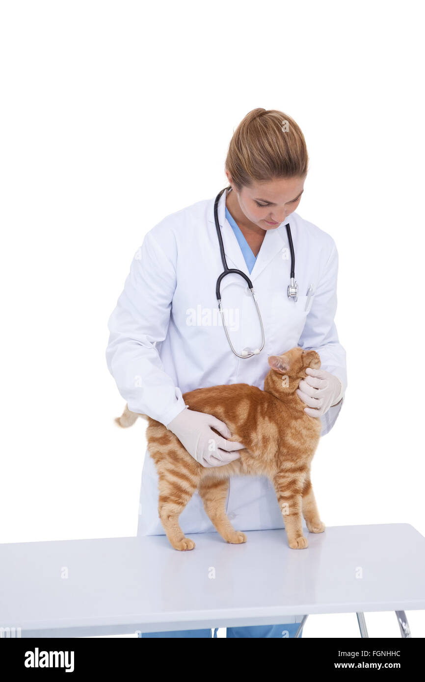 Vet giving a cat a check up Stock Photo - Alamy