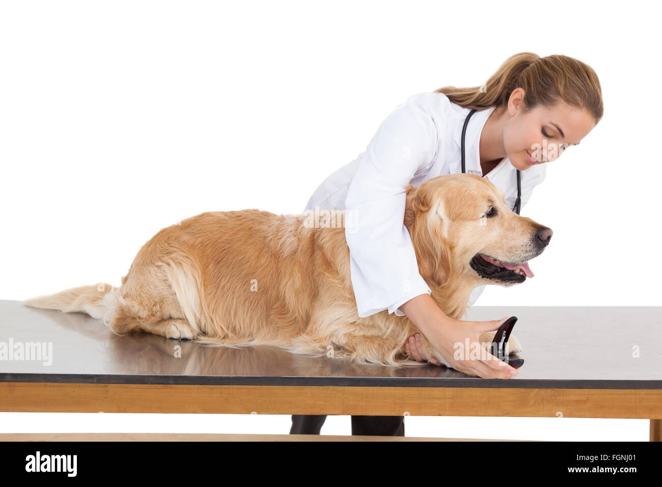 Vet clipping a labradors nails Stock Photo - Alamy