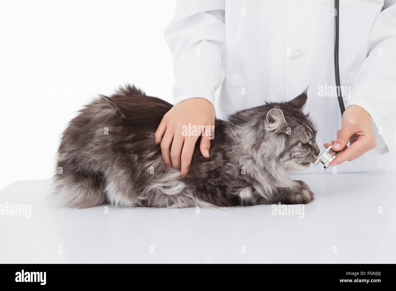 Vet examining a cute cat Stock Photo - Alamy