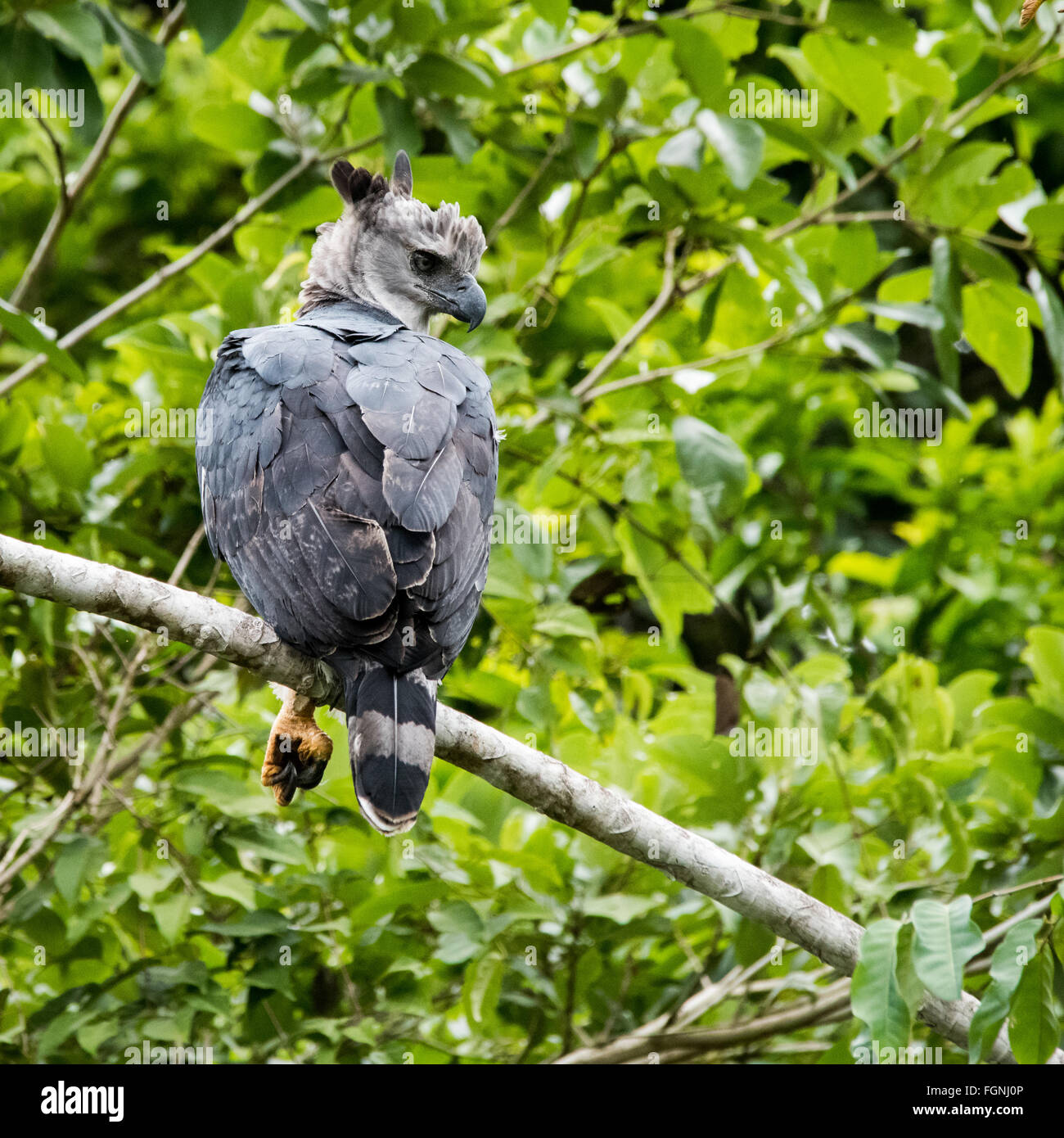 Harpy eagle (Harpia harpyja) Perched in a Tree Stock Photo - Alamy
