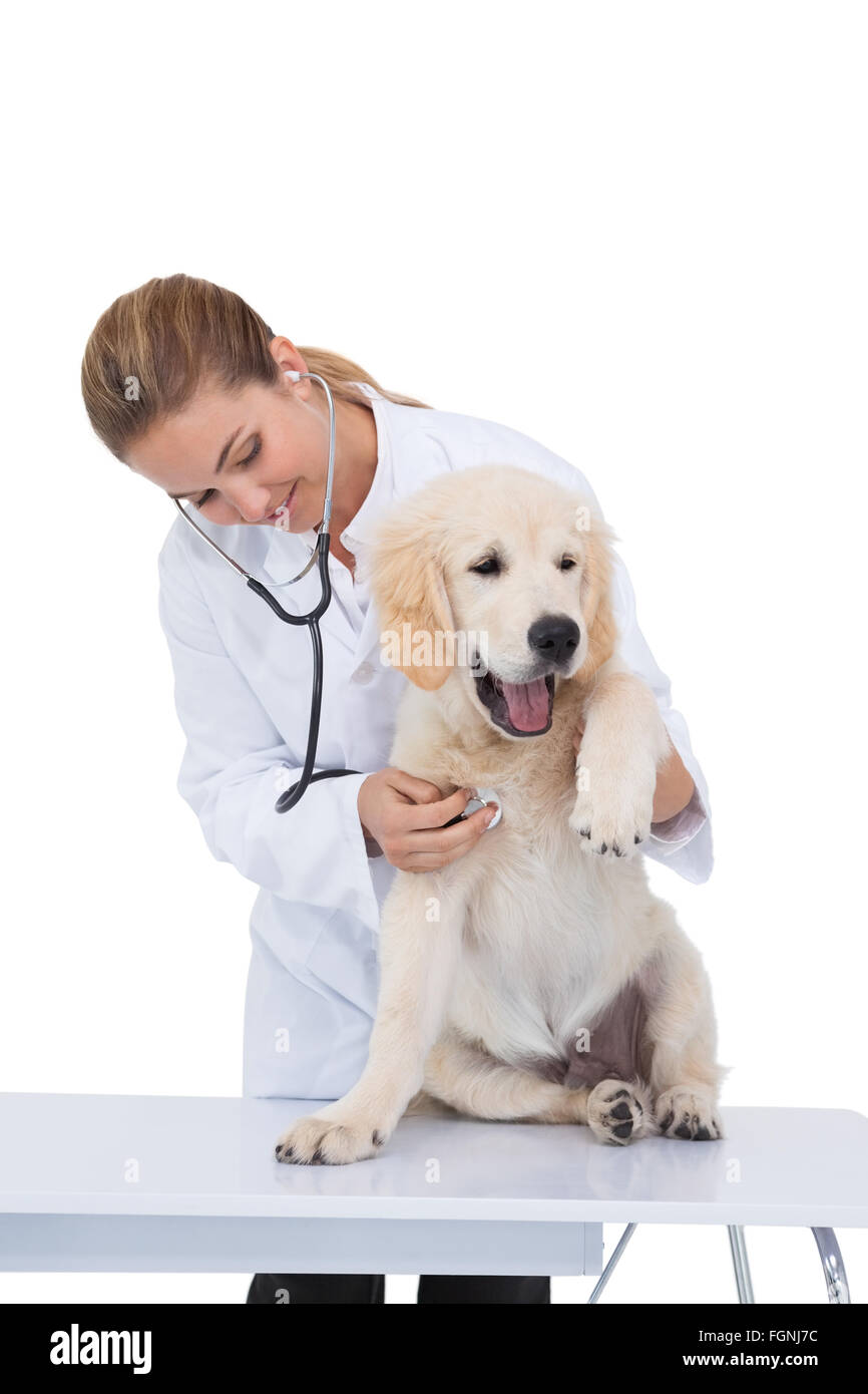 Vet giving a puppy a check up Stock Photo - Alamy