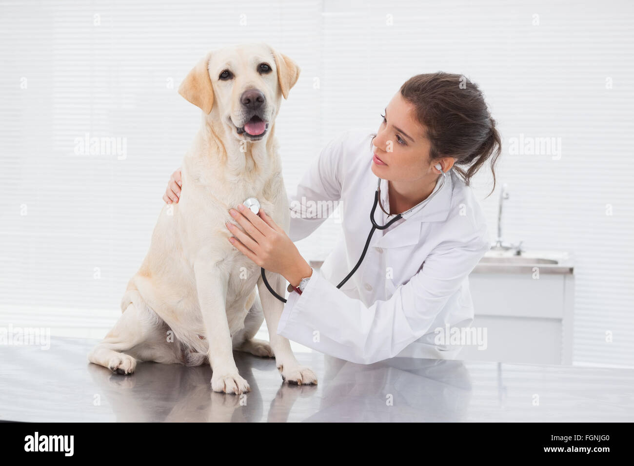 Veterinarian examining a cute dog with a stethoscope Stock Photo - Alamy