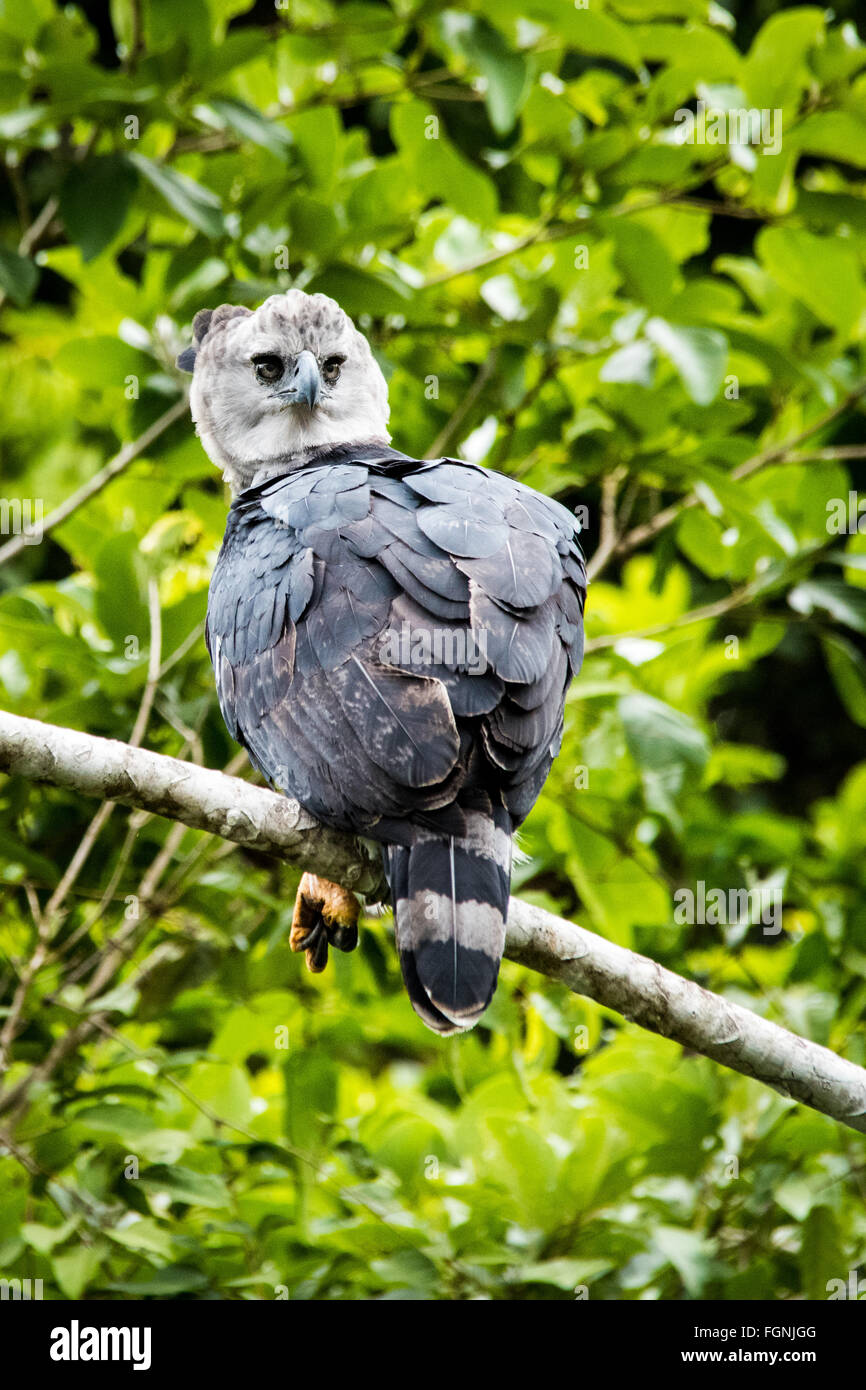American harpy eagle hi-res stock photography and images - Alamy