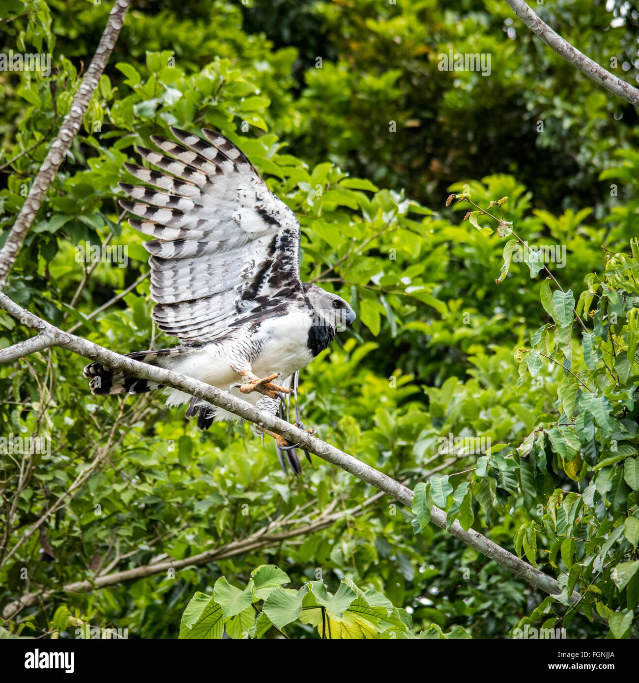 Harpy eagle hi-res stock photography and images - Alamy