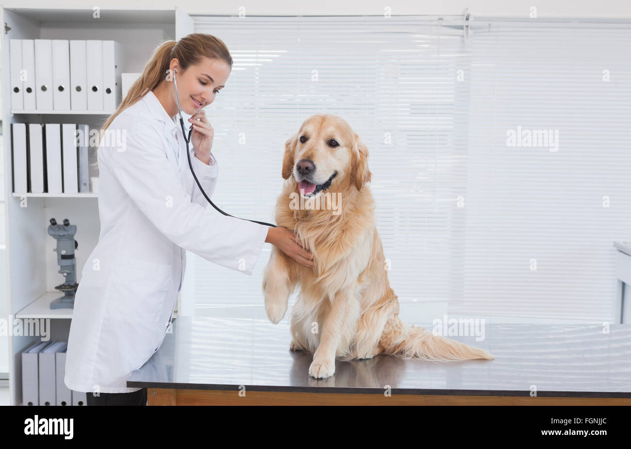 Happy vet giving labrador hi-res stock photography and images - Alamy