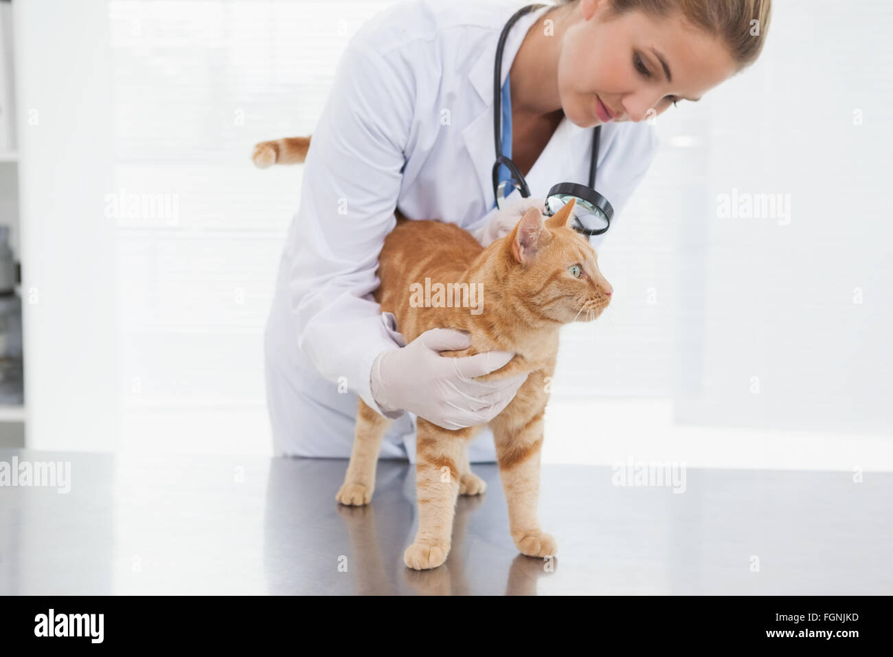 Vet checking a cats skin Stock Photo - Alamy