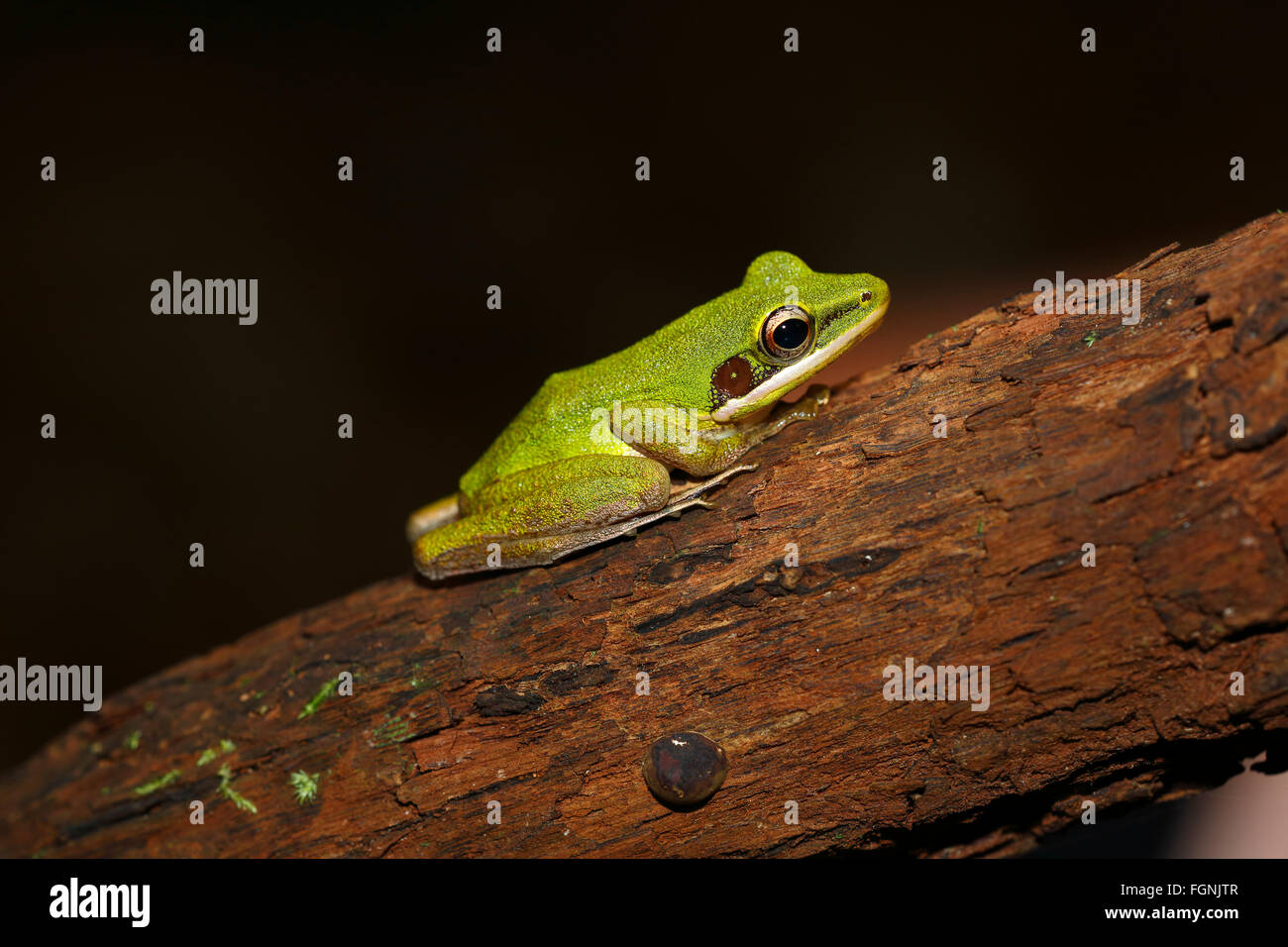White-lipped frog (Rana chalconota), true frog in the tropical ...