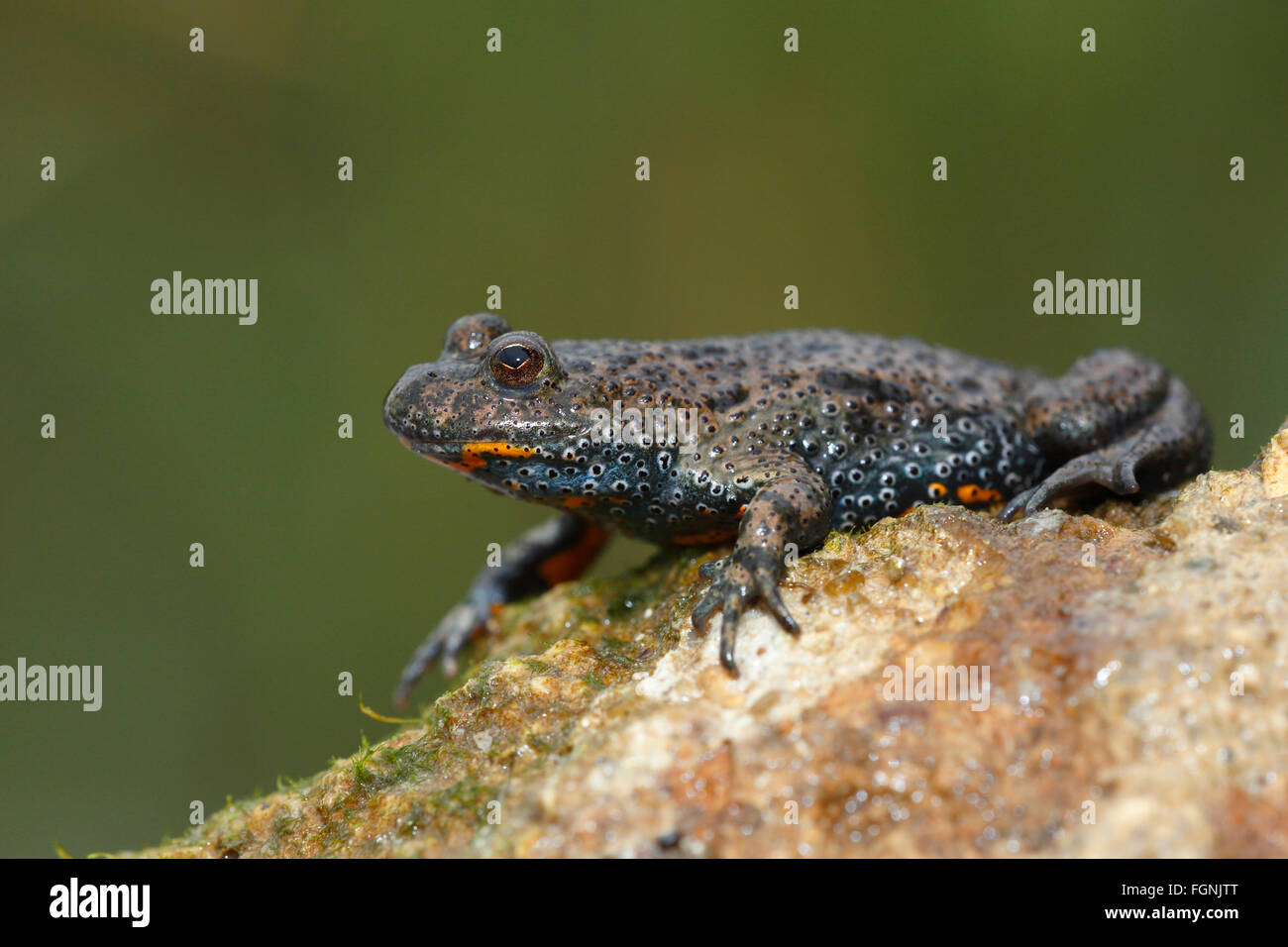European fire-bellied toad (Bombina bombina), toad, Lake Balaton ...