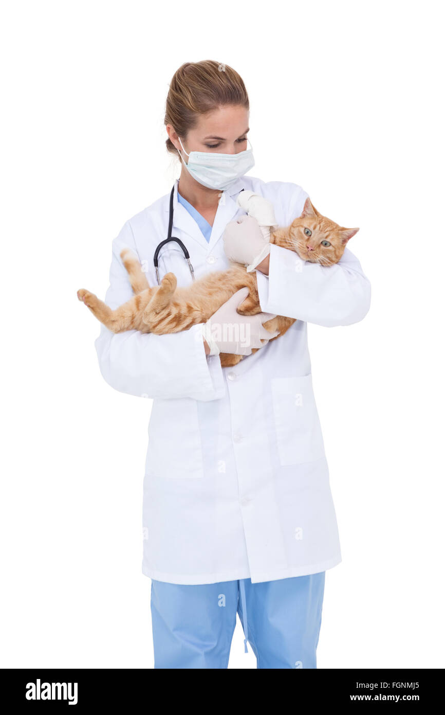 Vet holding an adorable cat Stock Photo - Alamy