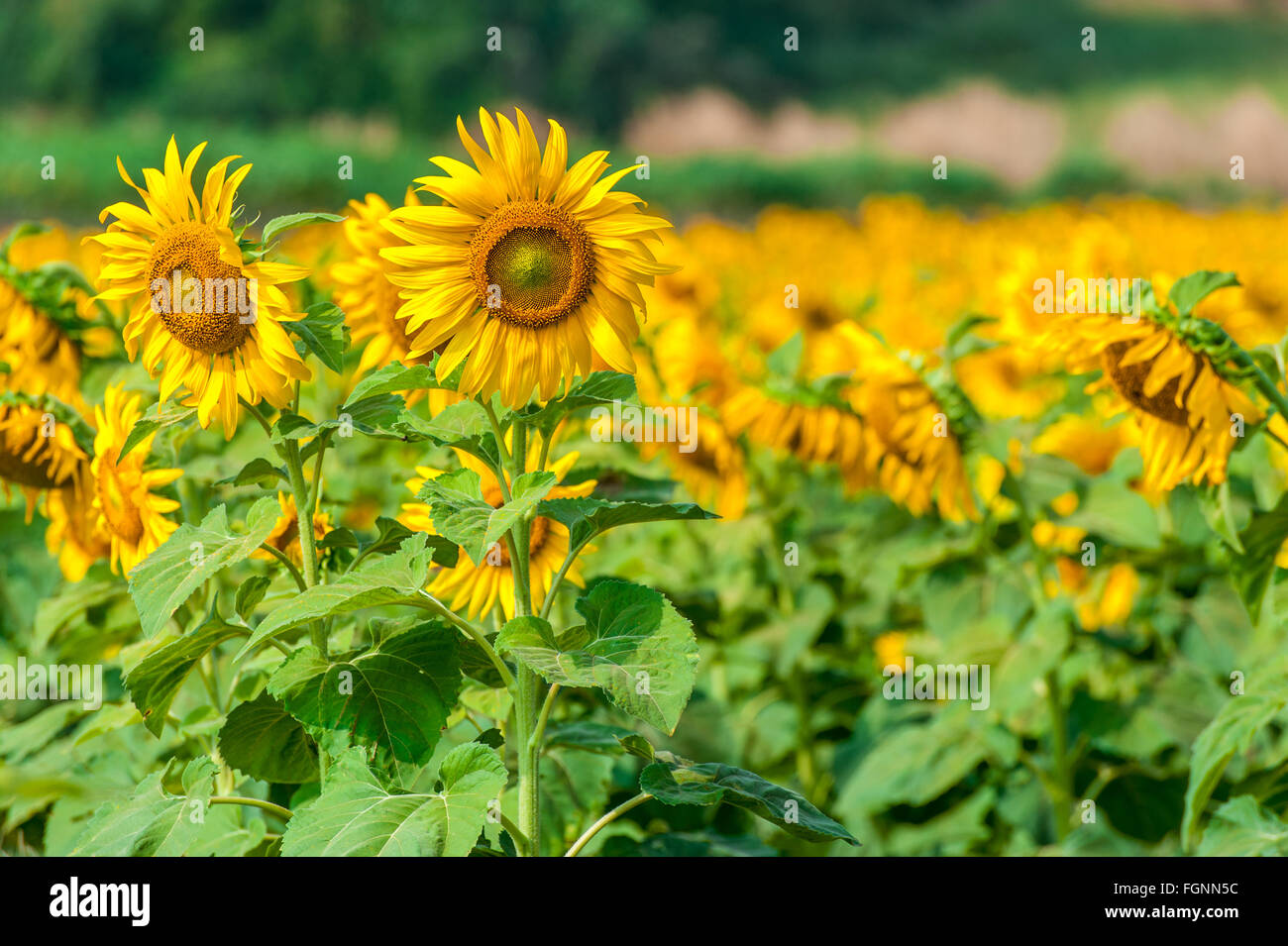 Sun flower field Stock Photo - Alamy