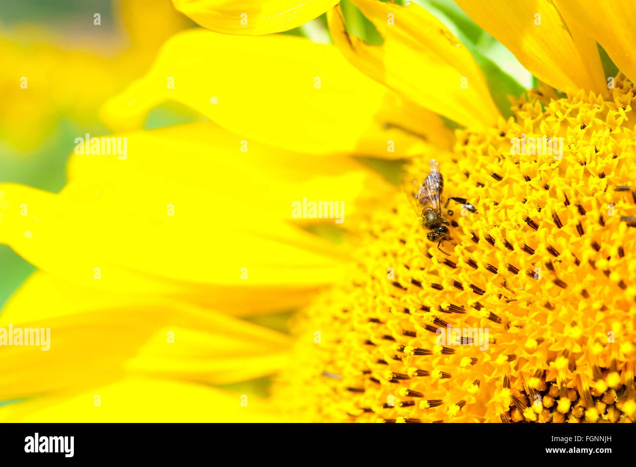 Sun flower field with bee Stock Photo - Alamy