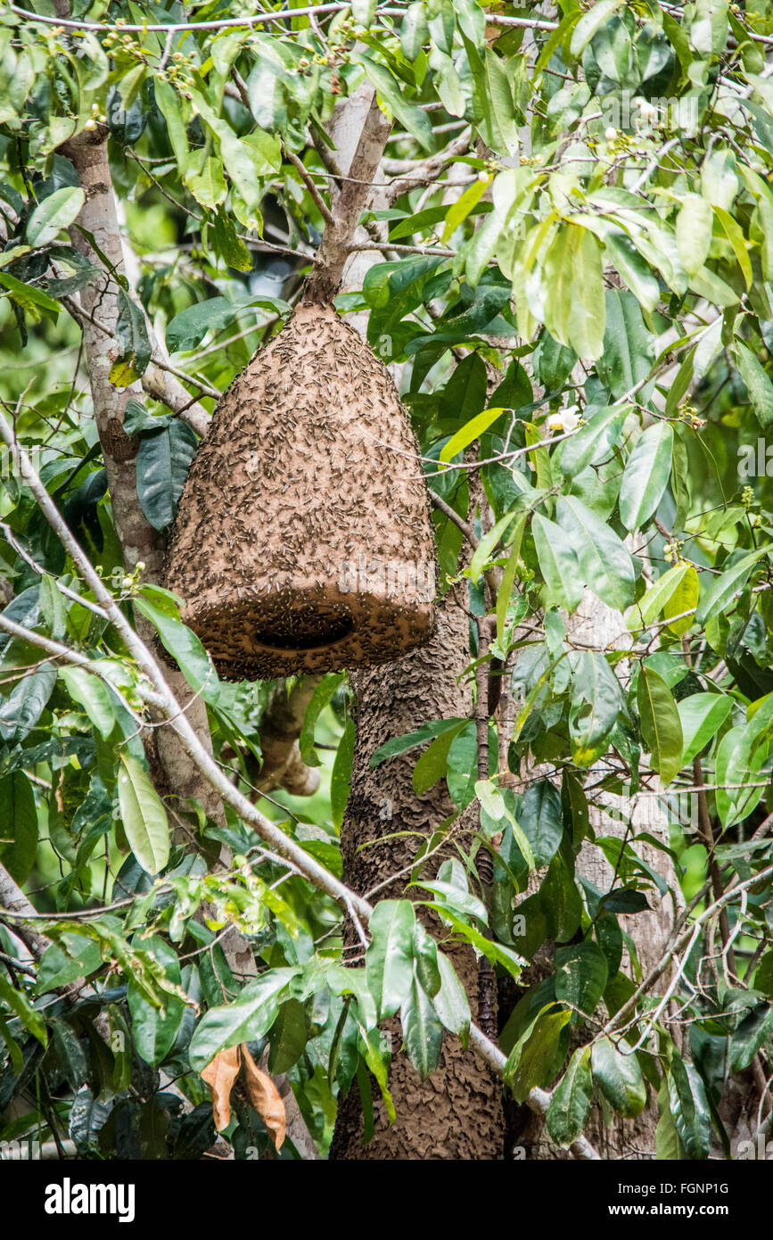 Wasp nest in tree hi-res stock photography and images - Alamy