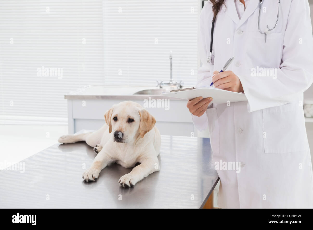 Vet examining a dog and writing on clipboard Stock Photo - Alamy