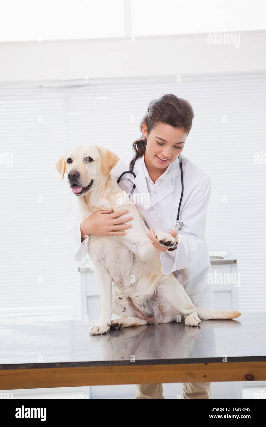 Smiling veterinarian examining a cute dog Stock Photo - Alamy