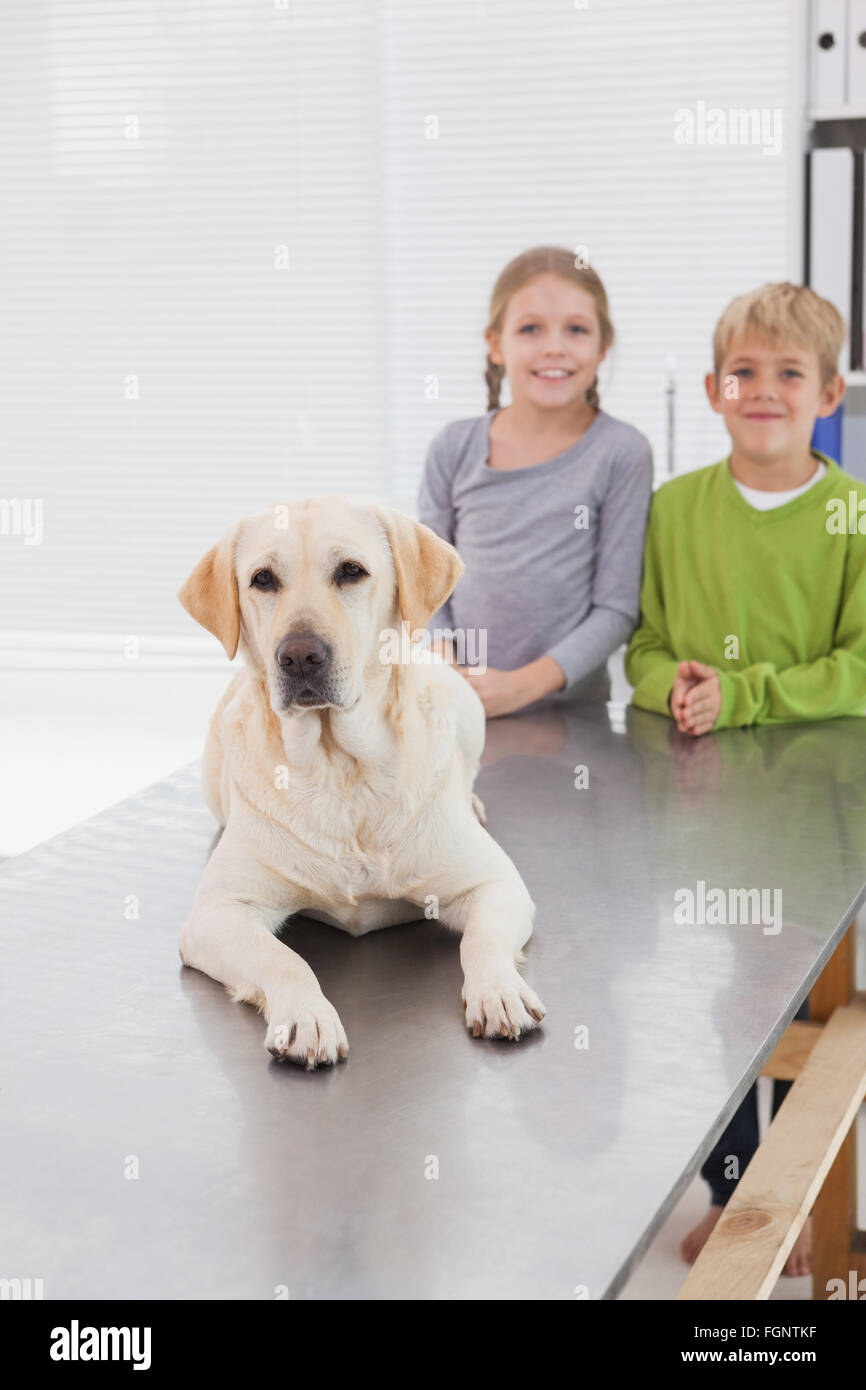 Cute labrador with its happy owners Stock Photo - Alamy