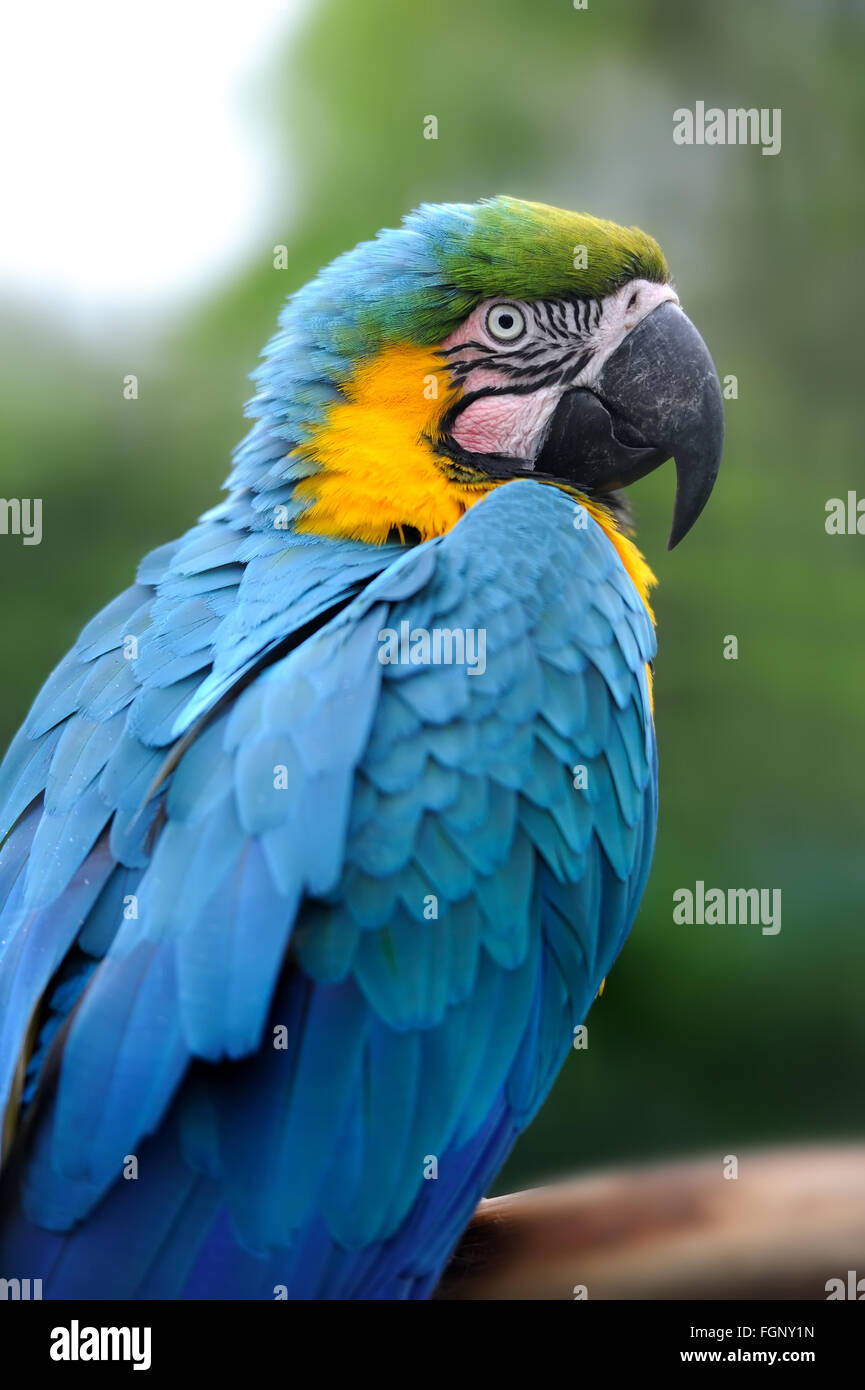 Parrot bird (Severe Macaw) sitting on the branch Stock Photo - Alamy