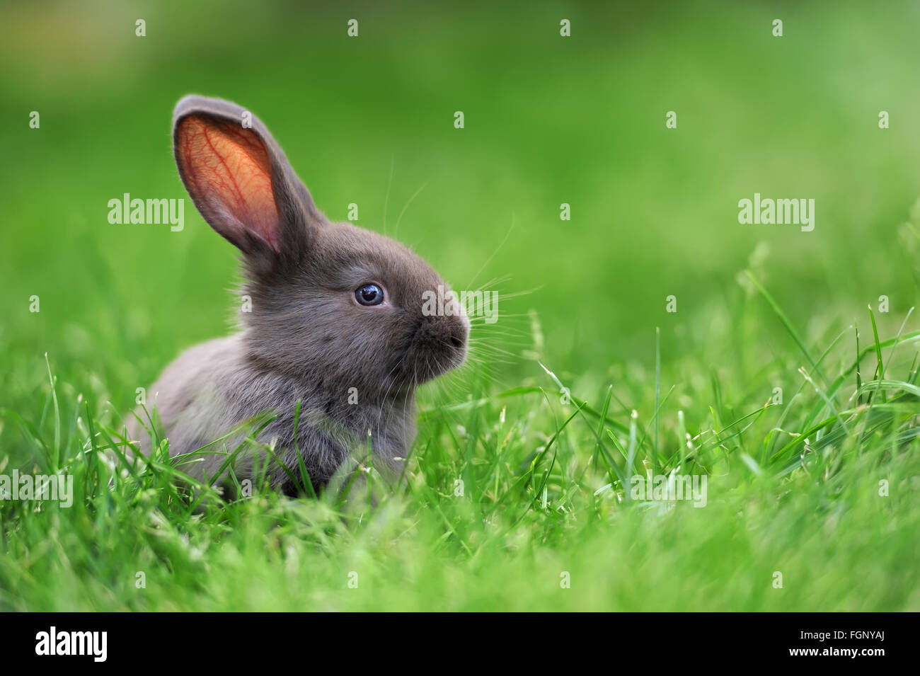 Rabbit on the grass hi-res stock photography and images - Alamy