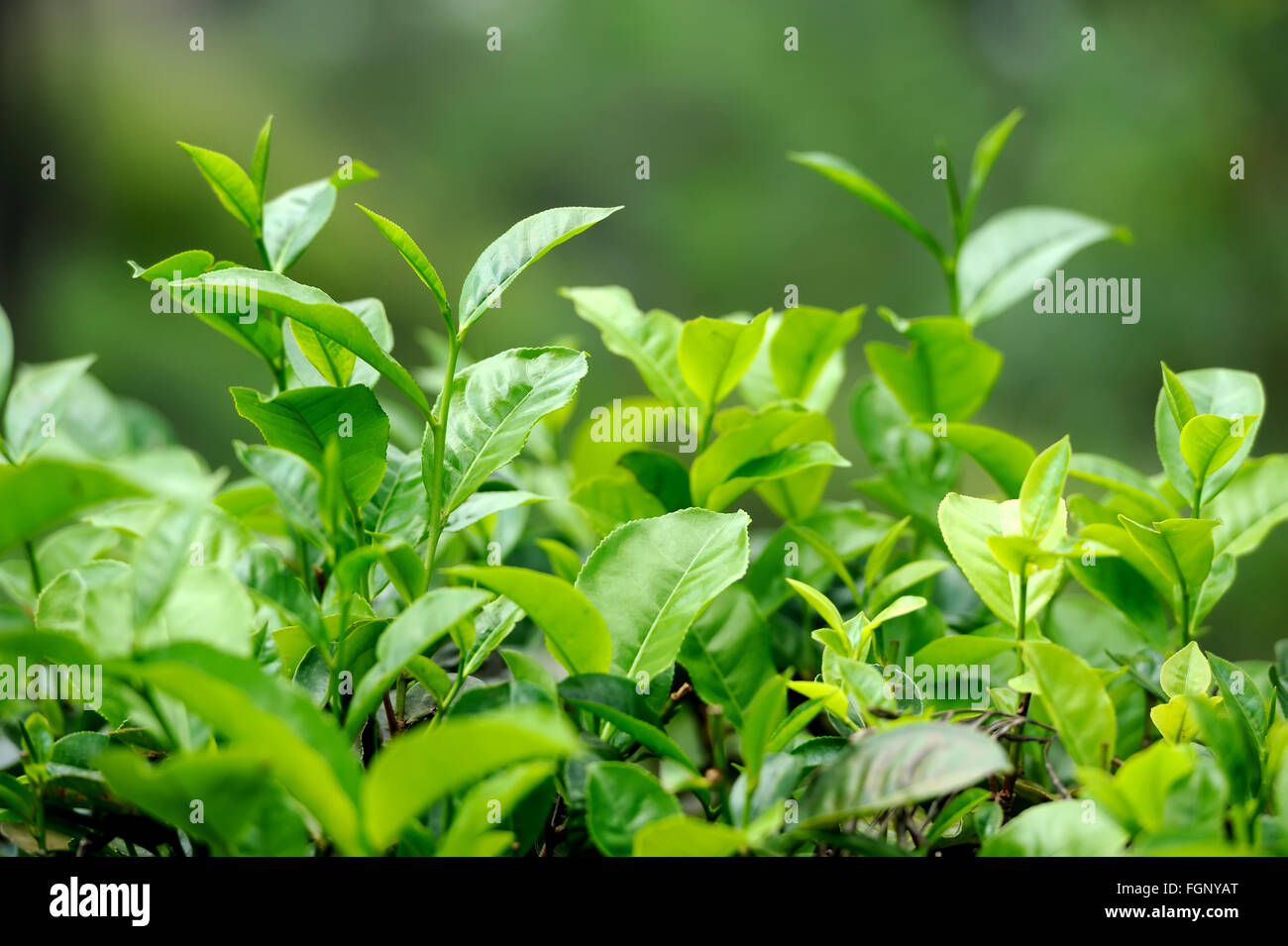 Tea bud and leaves. Tea plantations, Sri Lanka Stock Photo - Alamy