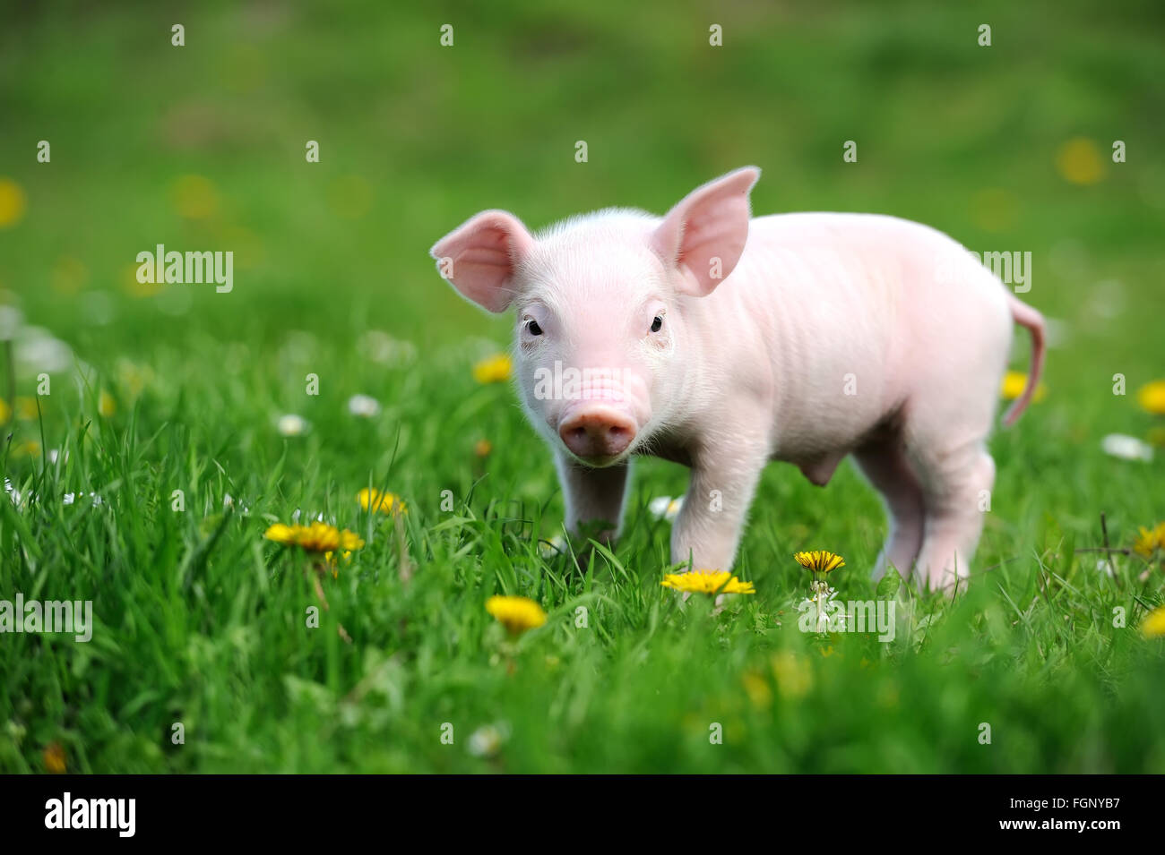 Pig pet food hi-res stock photography and images - Alamy