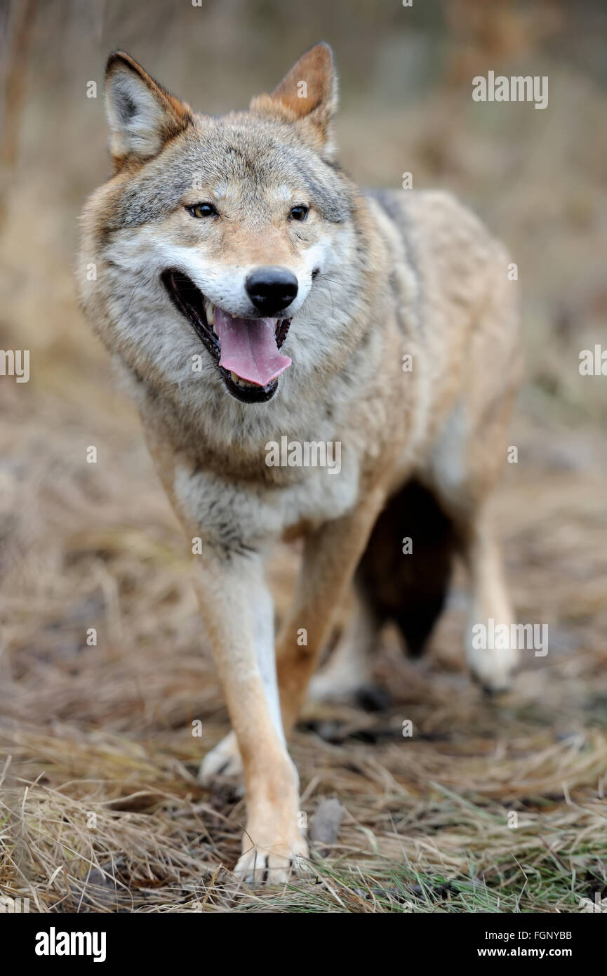 Wolf close hi-res stock photography and images - Alamy