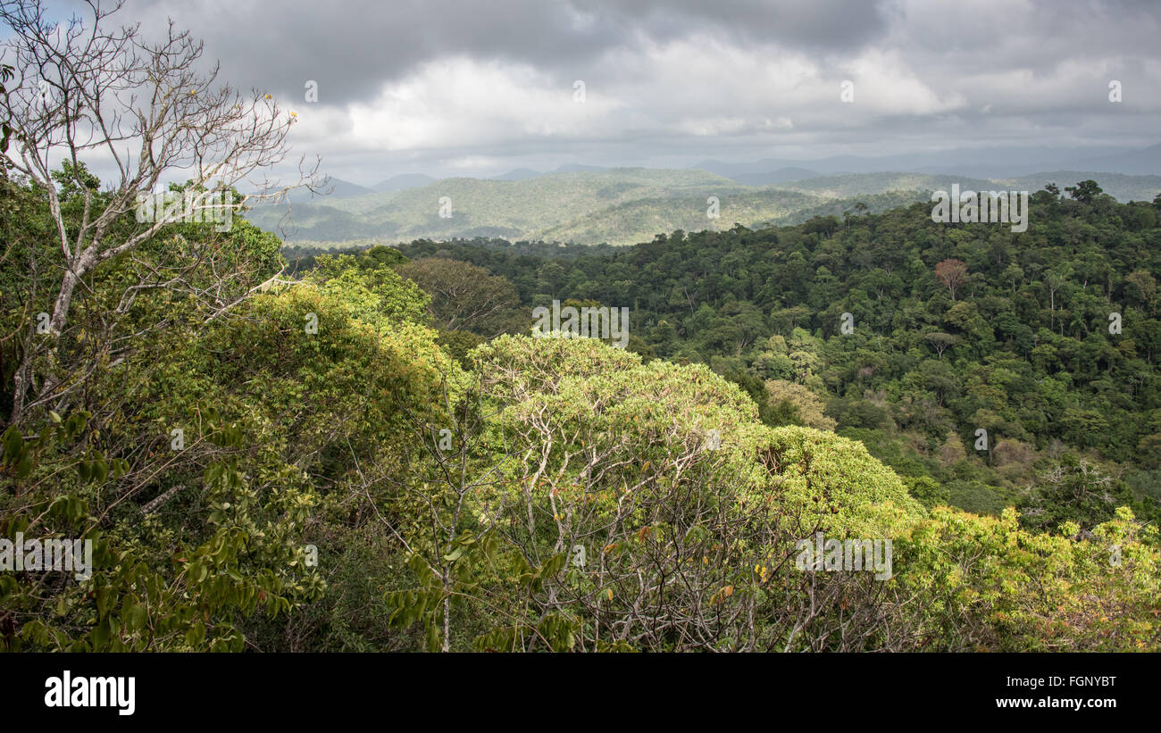 Guyana jungle hi-res stock photography and images - Alamy
