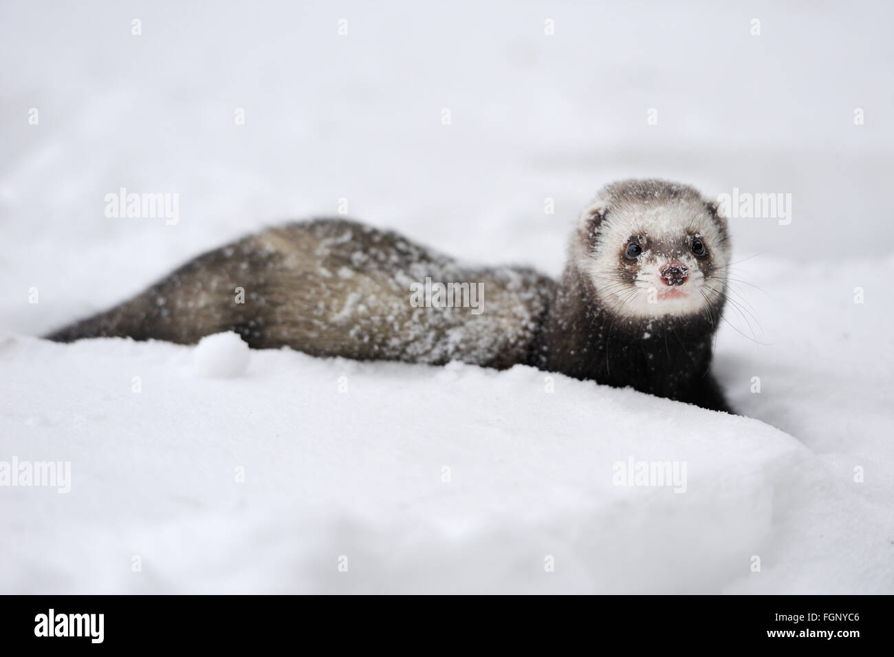 Wild polecat in snow Stock Photo - Alamy