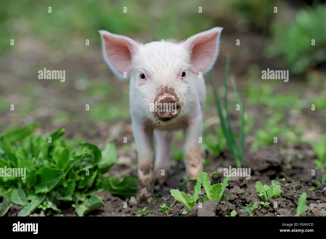 Piglet on spring green grass on a farm Stock Photo - Alamy