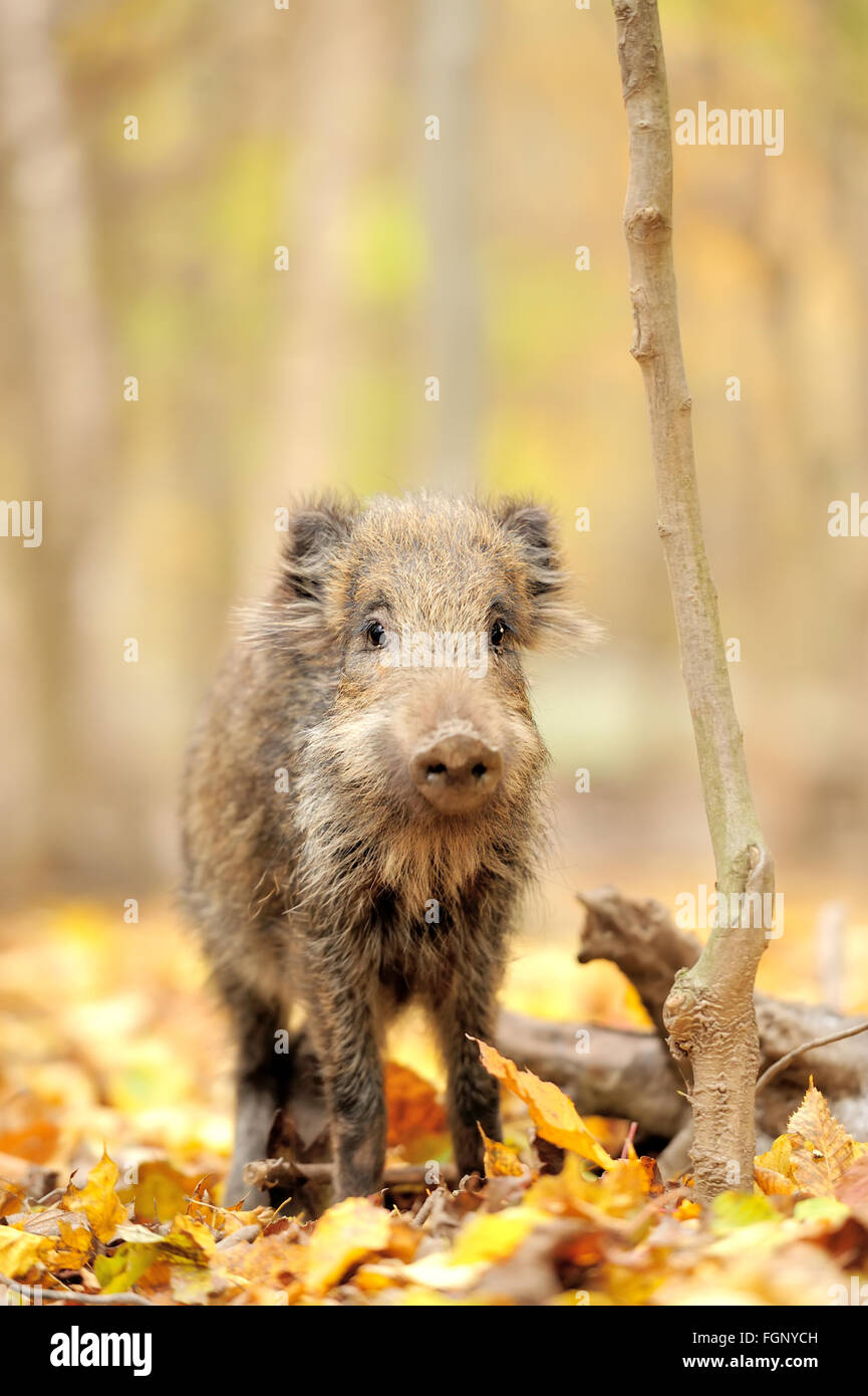 Wild boar in autumn forest Stock Photo - Alamy