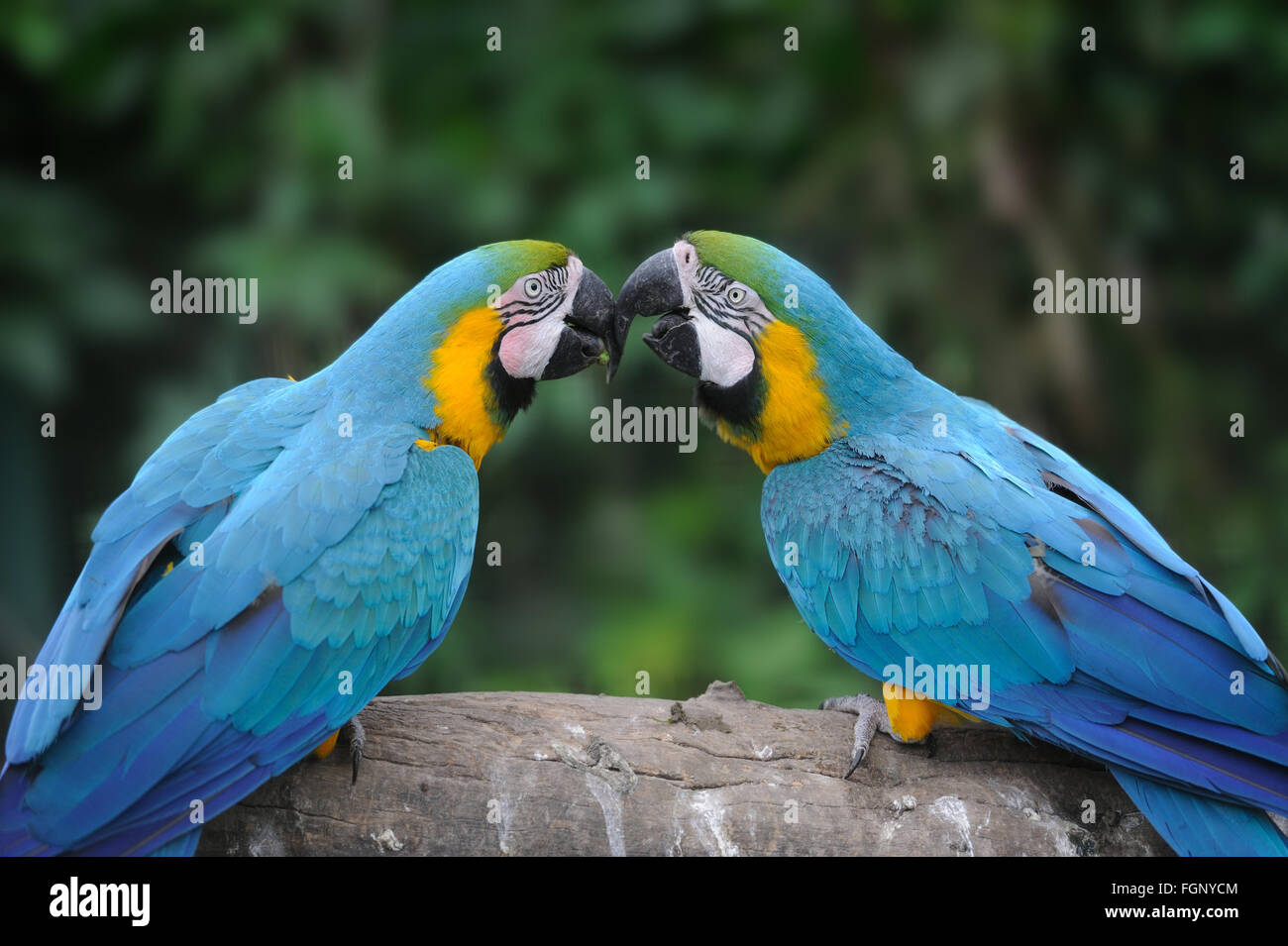 Parrot bird (Severe Macaw) sitting on the branch Stock Photo - Alamy