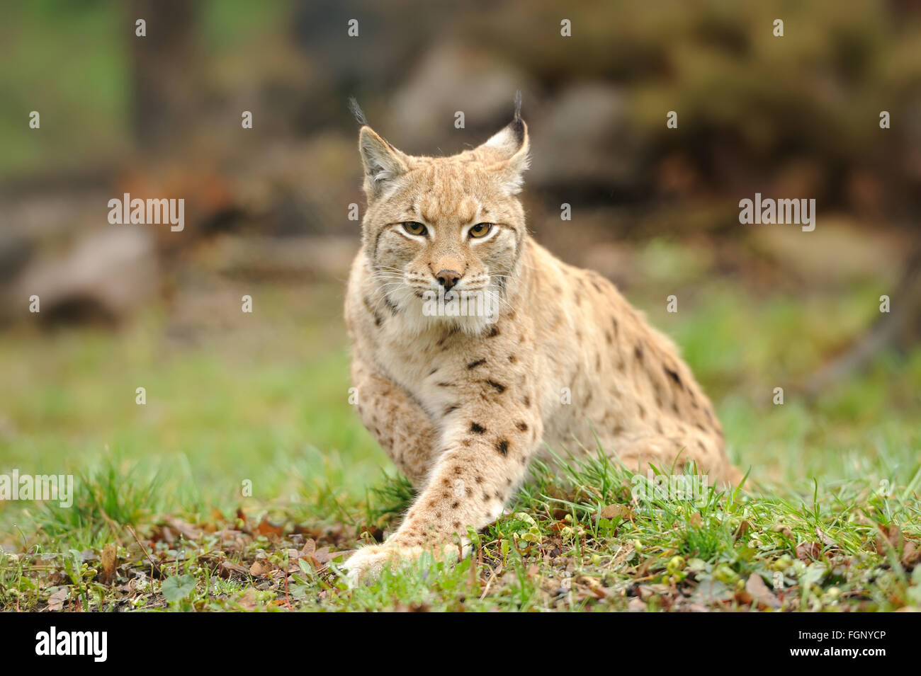 Lynx forest hi-res stock photography and images - Alamy
