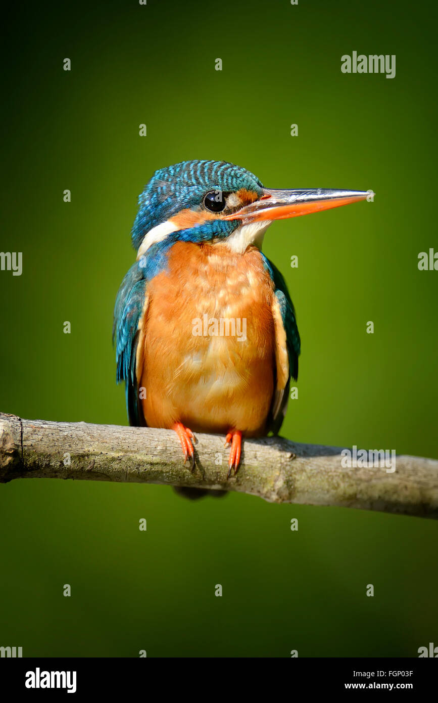 Beautiful blue Kingfisher bird on a branch Stock Photo - Alamy