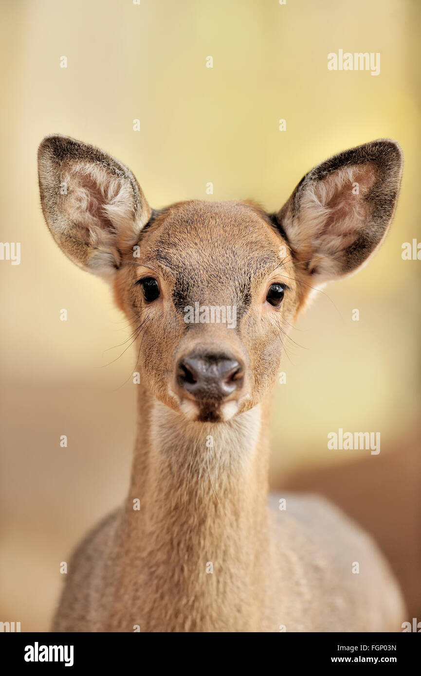 Mule deer buck grazing fall hi-res stock photography and images - Alamy