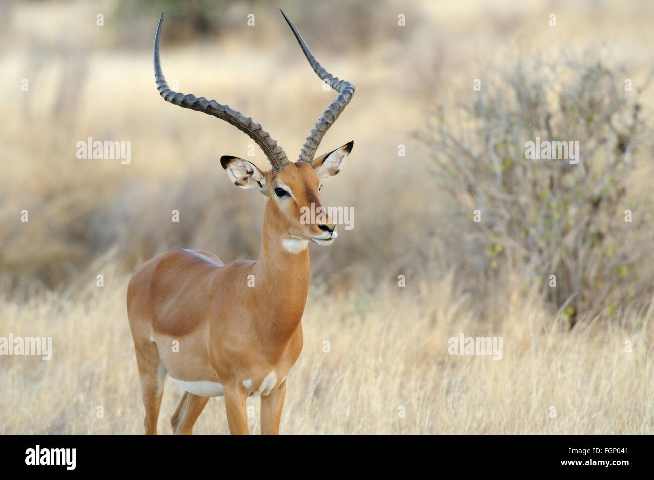 Impala africa hi-res stock photography and images - Alamy