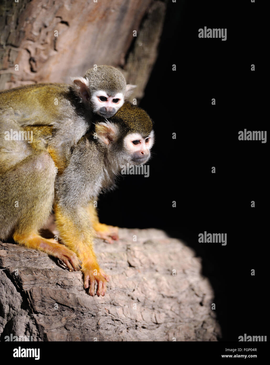Baby squirrel monkey hi-res stock photography and images - Alamy