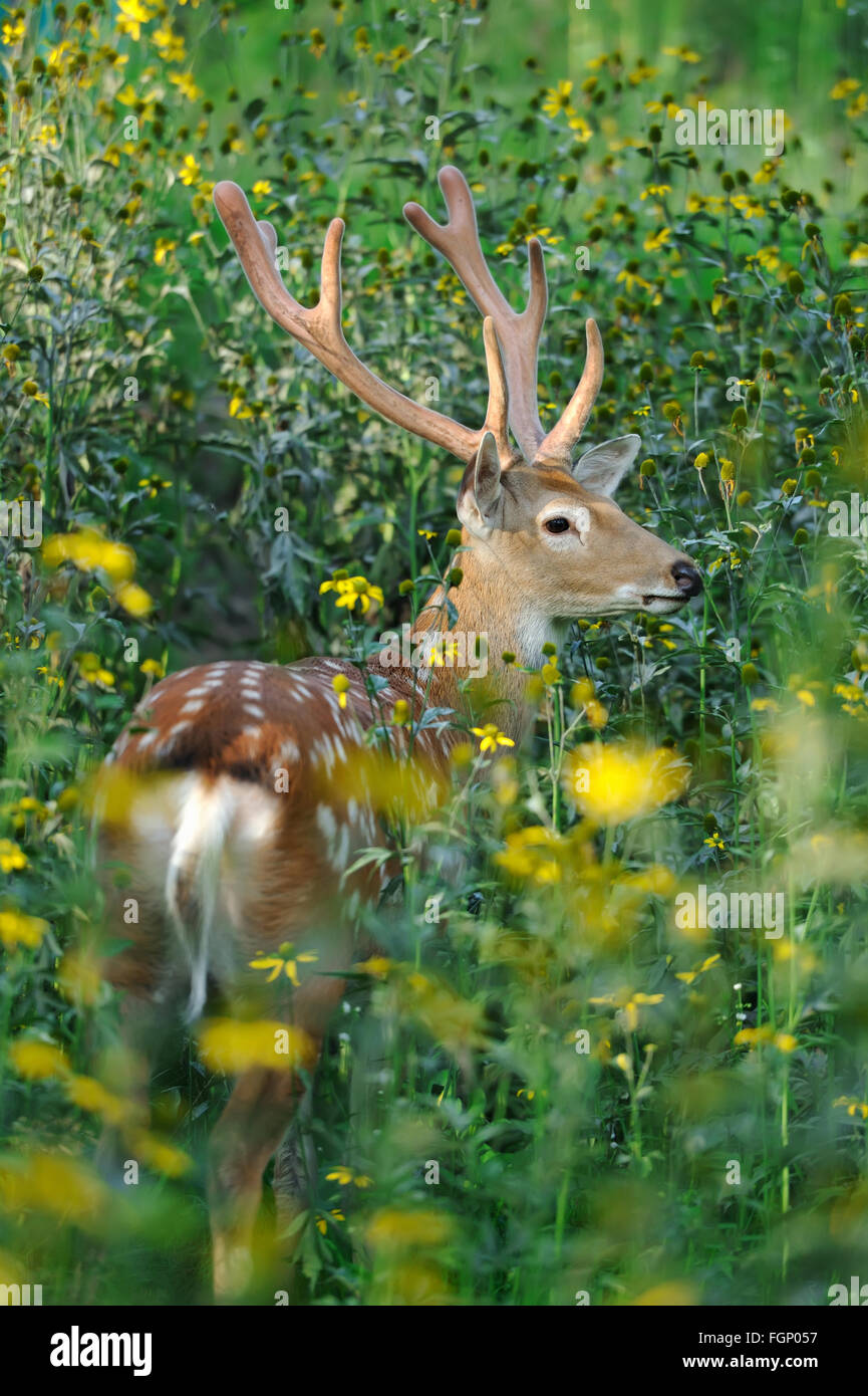 Whitetail deer buck standing in hi-res stock photography and images - Alamy