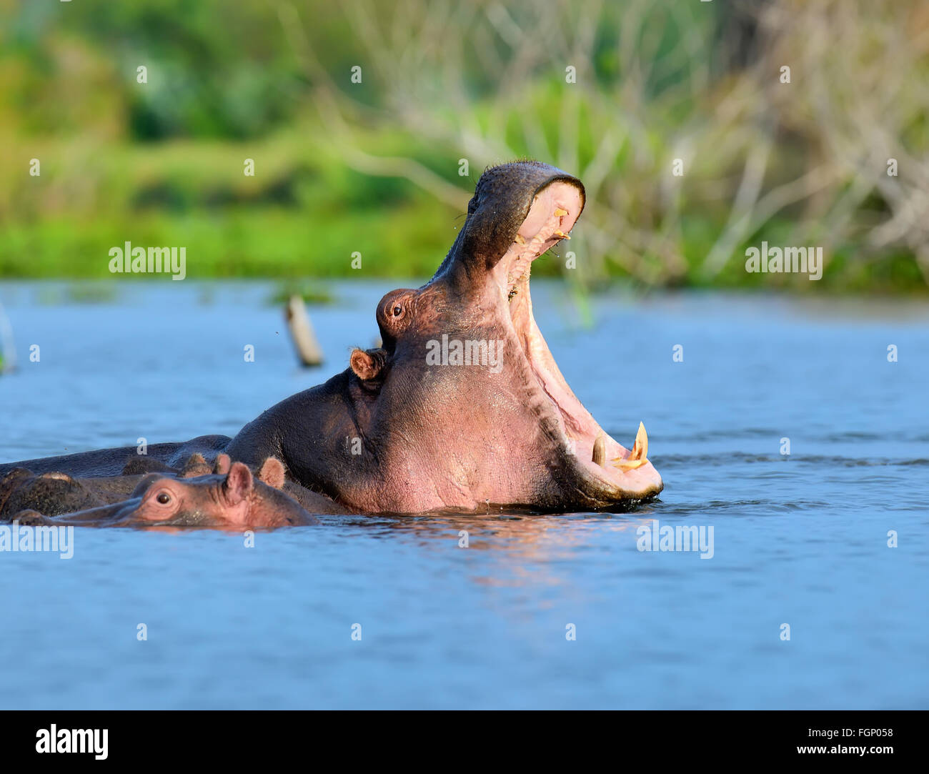 Hippo family (Hippopotamus amphibius) in the water, Kenya, Africa Stock ...