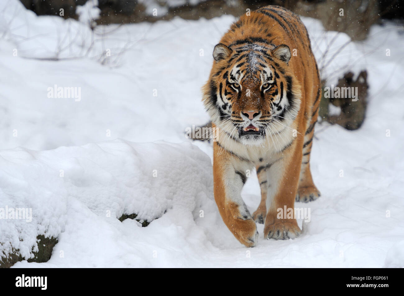 Beautiful wild siberian tiger on snow Stock Photo - Alamy