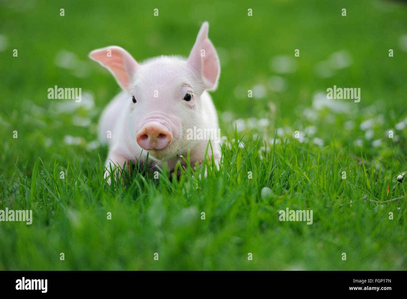 Young pig on a spring green grass Stock Photo - Alamy