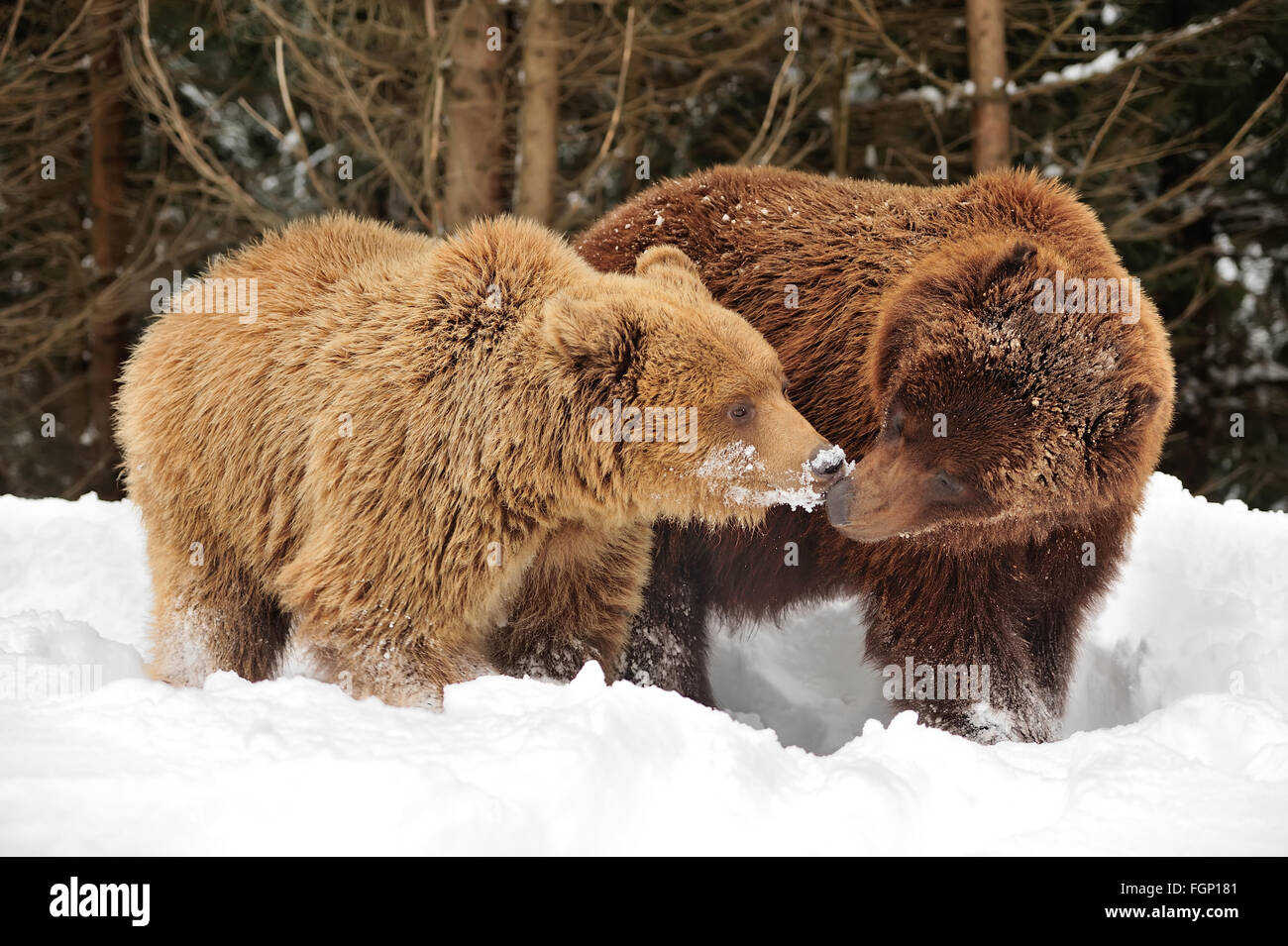 Wild brown bear in winter forest Stock Photo - Alamy