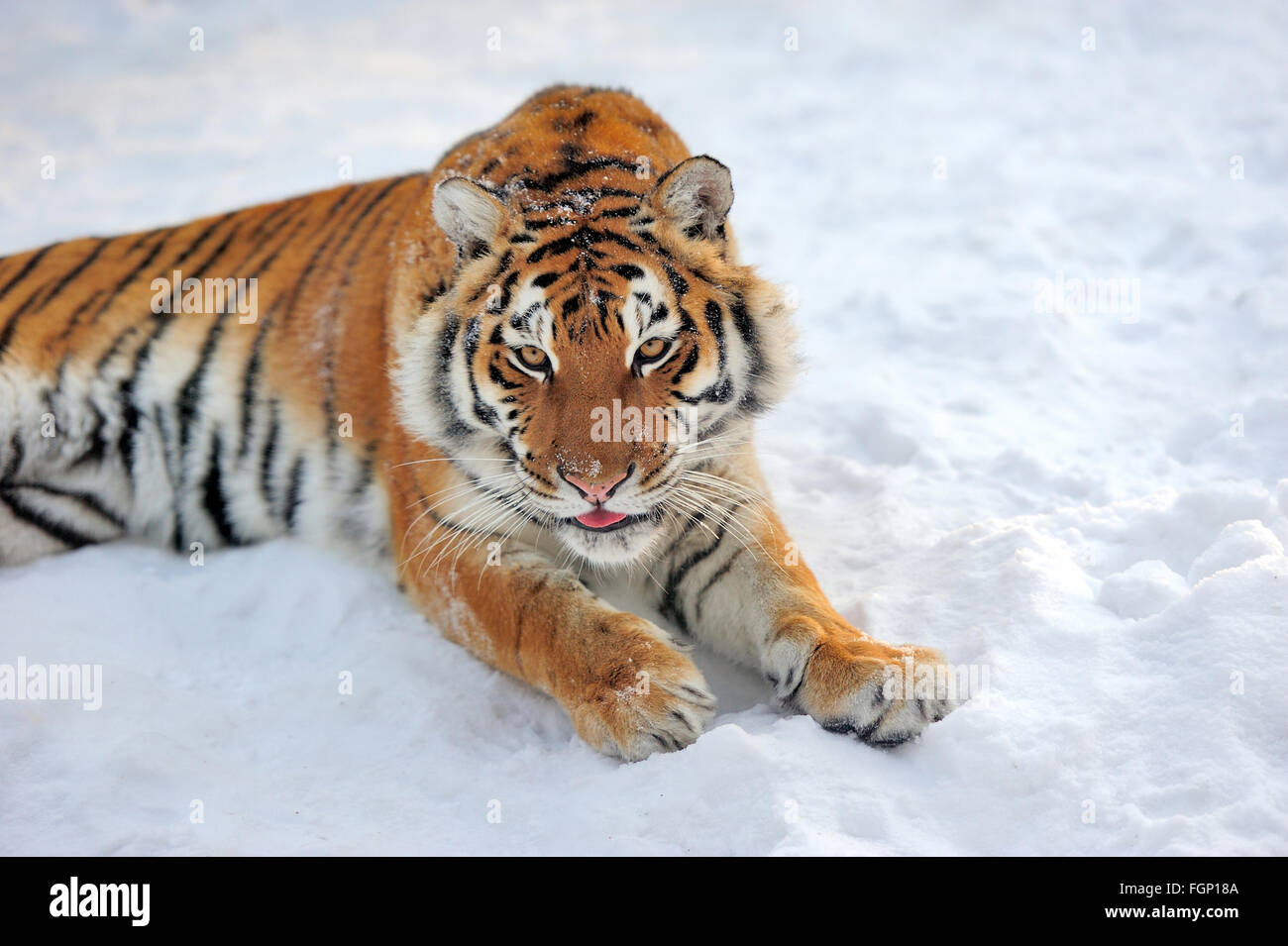 Amur tiger and snow hi-res stock photography and images - Alamy