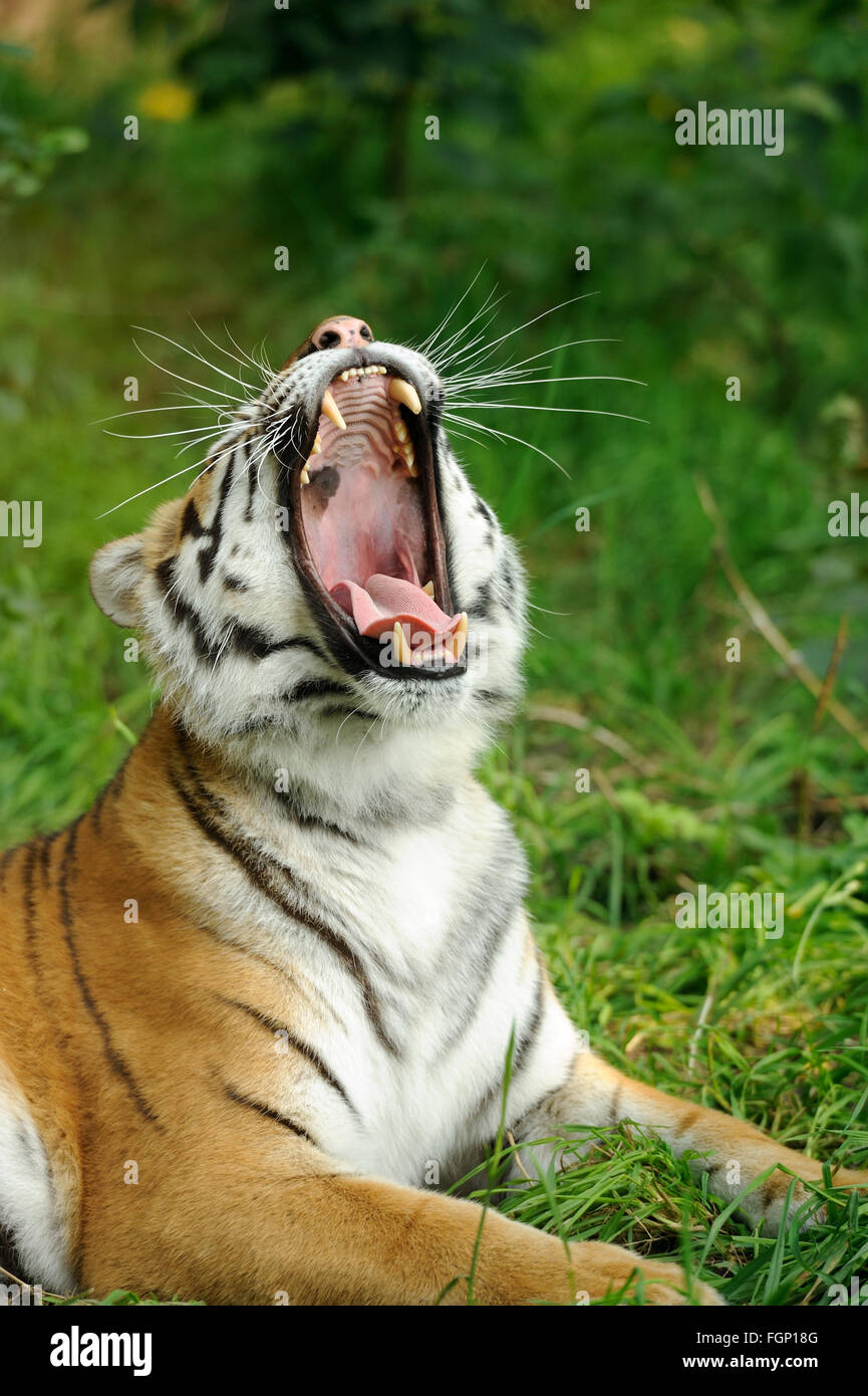 Beautiful tiger hi-res stock photography and images - Alamy